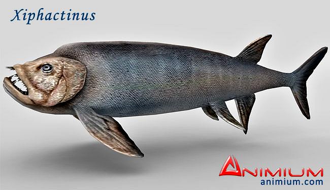 Xiphactinus 3d model