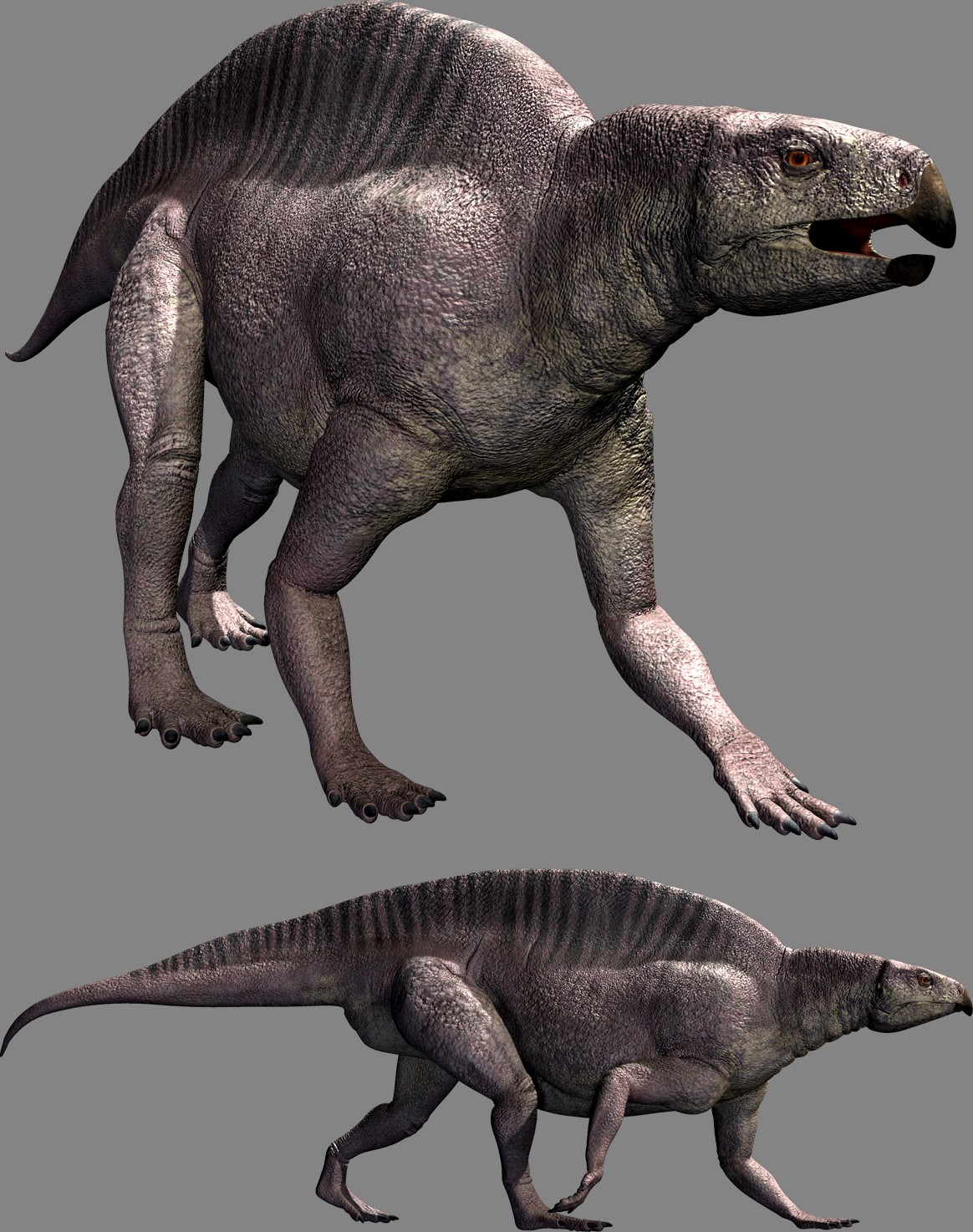 Lotosaurus adentus DR 3d model