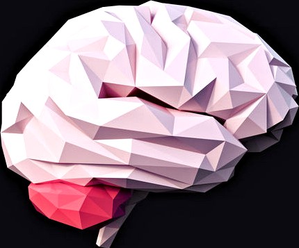 Brain Low Poly v2 3d model