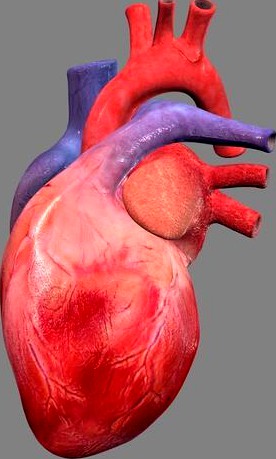 Heart Animated 3d model