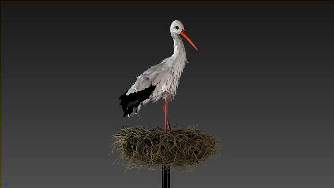 Stork 3D model feathers