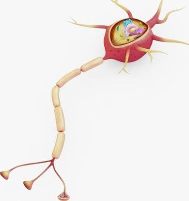 Neuron Cell 3d model