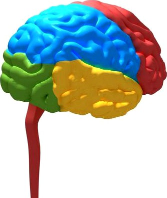 Human Brain cerebrum 3d model