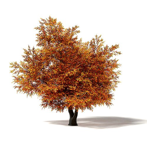 Common Oak 3D Model 9m