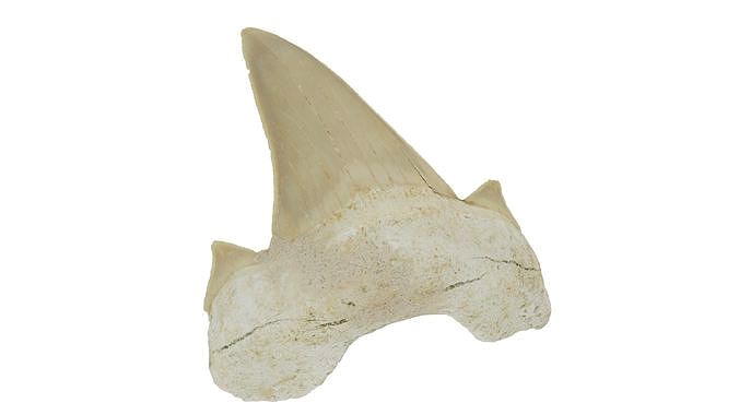 Realistic - Shark Tooth 3d model