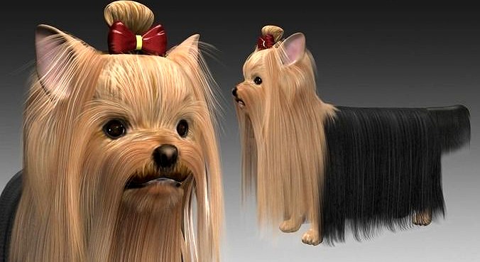 Yorkshire Terrier Dog 3d model