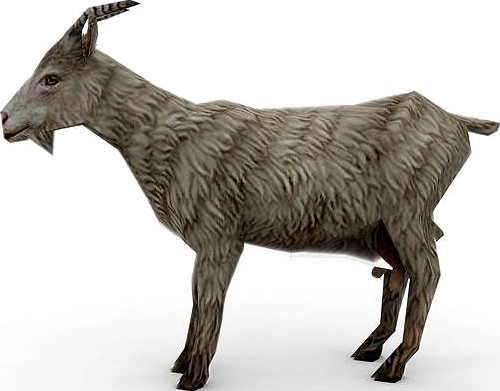 Animal - Low Poly Goat 3d model