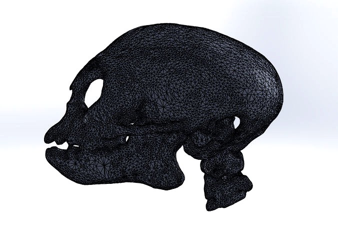monkey skull ct-scan | 3D model