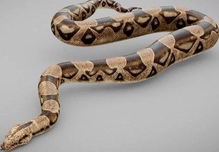 Snake 3d model