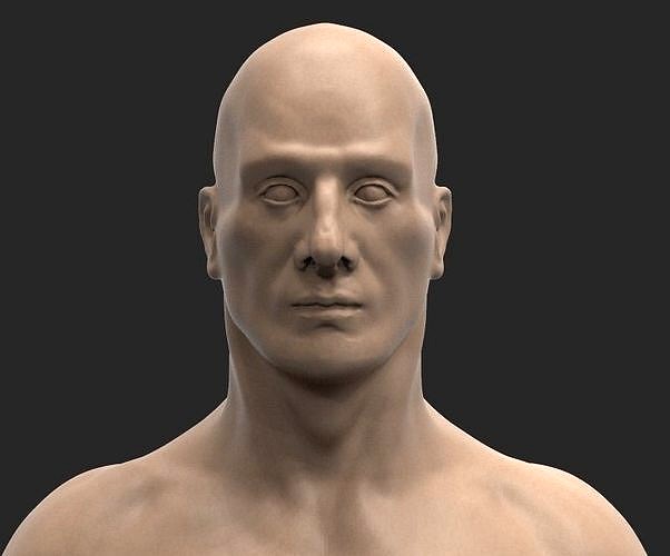 Male anatomy 3d model