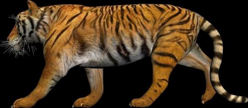 Photorealistic CGI Tiger Rigged 3D Model