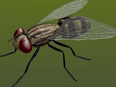 Fly in Blender and Blender Cycles 3d model