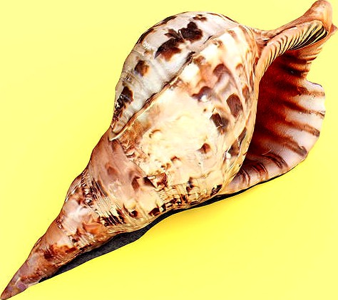 3D scanned model Horn of Triton 3D model