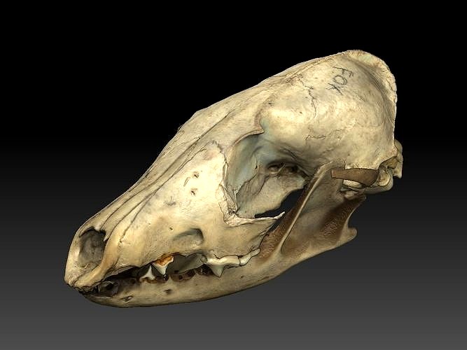 Fox Skull with Jaw Scan 3d model