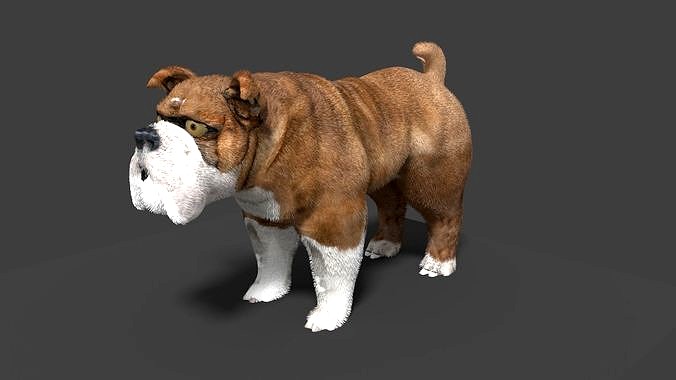 bulldog 3d model