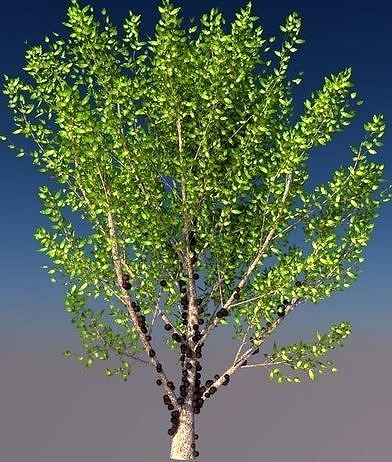 Jubaticaba Jabuticaba Tree 3d model