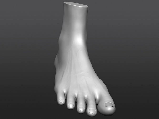 Human 3D foot model