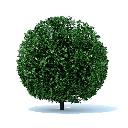Spherical Shrub 3d model