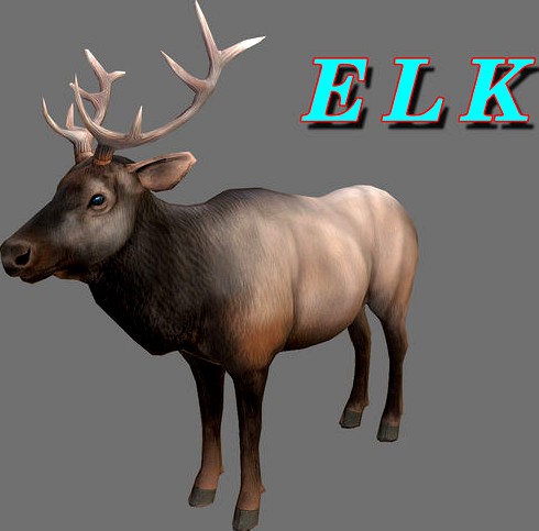 ELK 3D MODEL
