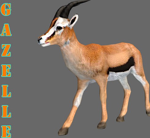 ANIMATED GAZELLE 3D MODEL