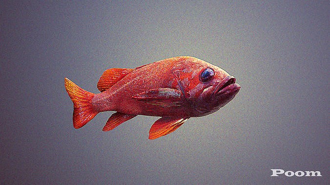 Red Fish 3d model