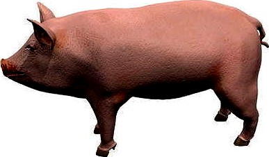 pig low poly modal 3d model