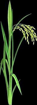 PADDY RICE PLANTS 3D MODEL