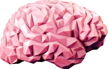 Brain Low Poly V3 3d model