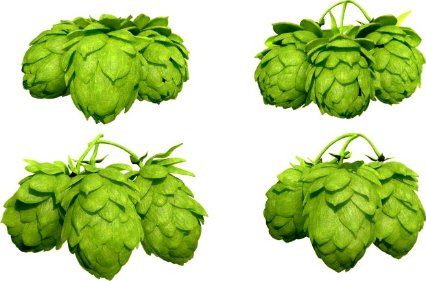 Hops 3D Model