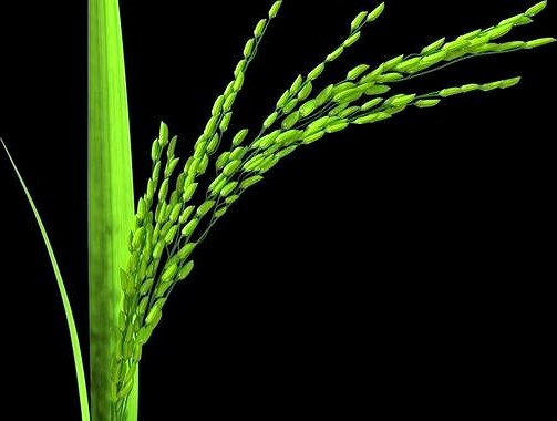 YOUNG RICE PLANT 3D MODEL LOW POLY