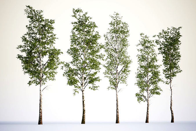Tall deciduous trees 3d model