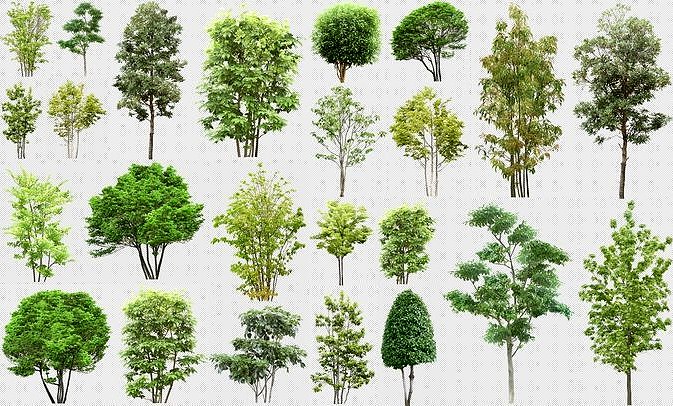 2D PLANTS 24 PNG Pack 1 3d model