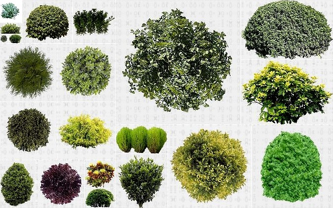 2D PLANTS 21 PNG Pack 3d model