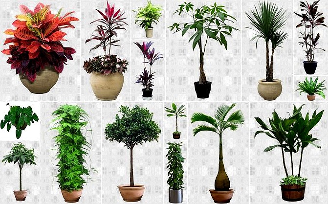 2D PLANTS 16 PNG Pack 3d model