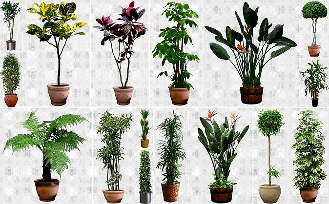 2D PLANTS 16 PNG Pack 3d model