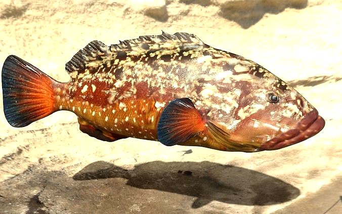 Grouper photorealistic sea fish 3d model Rigged Animated