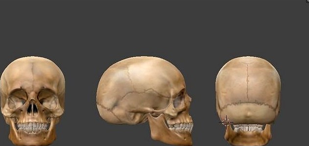 Realistic Human Skull with textures 3d model
