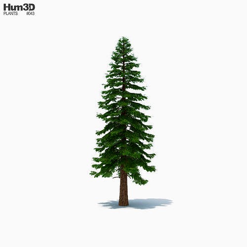 Redwood Tree 3d model