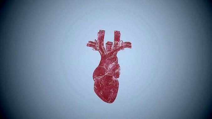 HUMAN HEART Low-poly 3D model