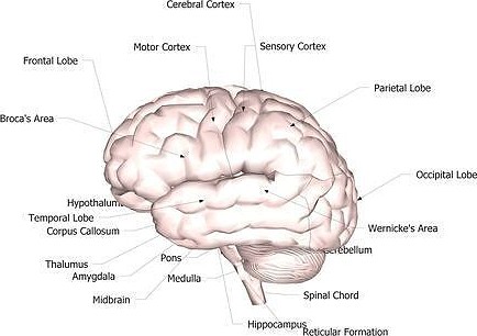 3d Labeled Brain Model