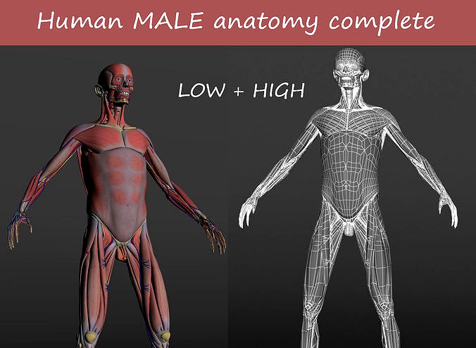 Human MALE anatomy 3d model