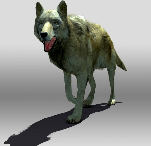 Timber Wolf 3D Model