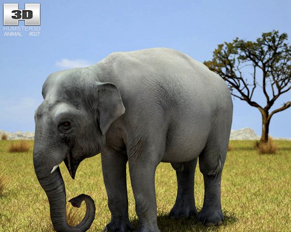 Asian Elephant Elephas Maximus 3D Model