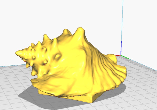 Shell - Queen Conch 3d model