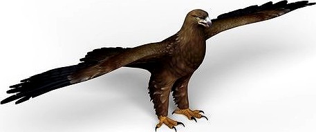 Game Ready Eagle 3d model
