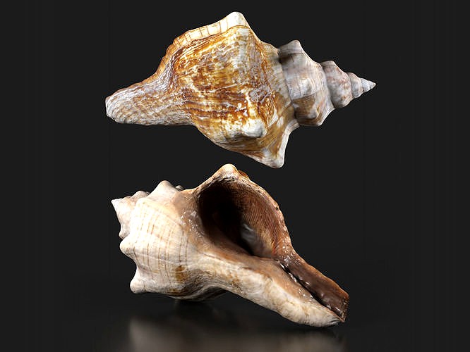 West Indian chank shell 3d model