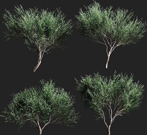 Set of olive trees v2 - 4 models 3d