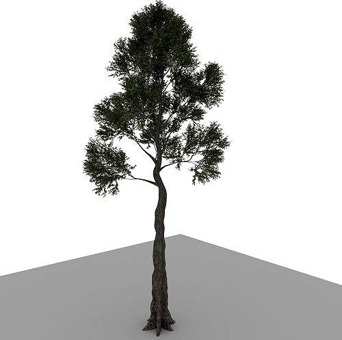 Ceiba Tree 3D Model