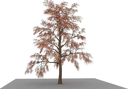 Delonix tree 3D Model