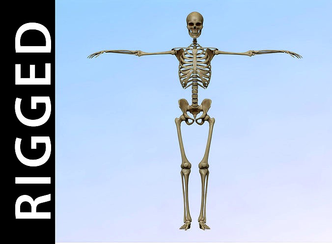 Skeleton Rig 3d model